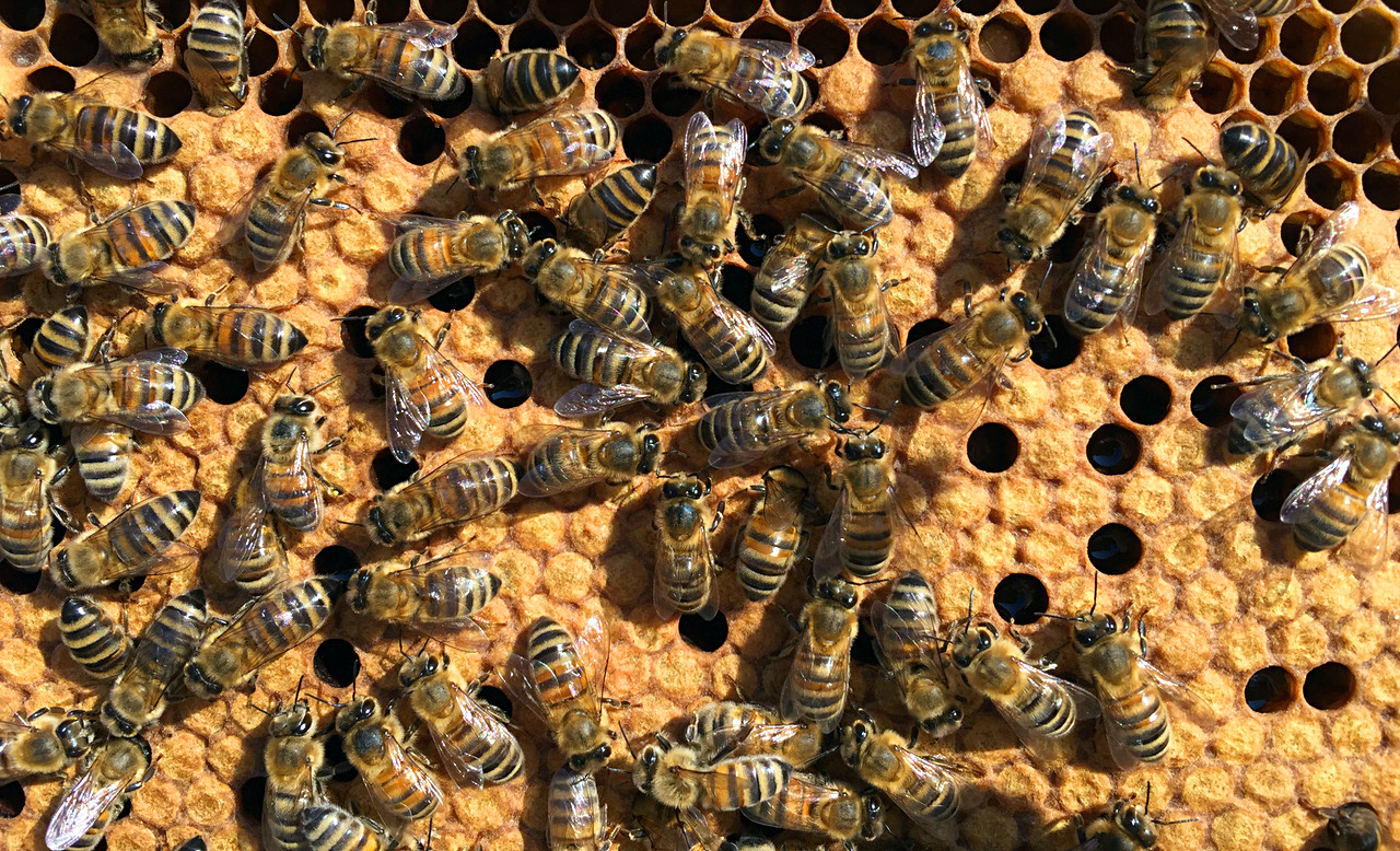 Magazine - Bee Craft Ltd