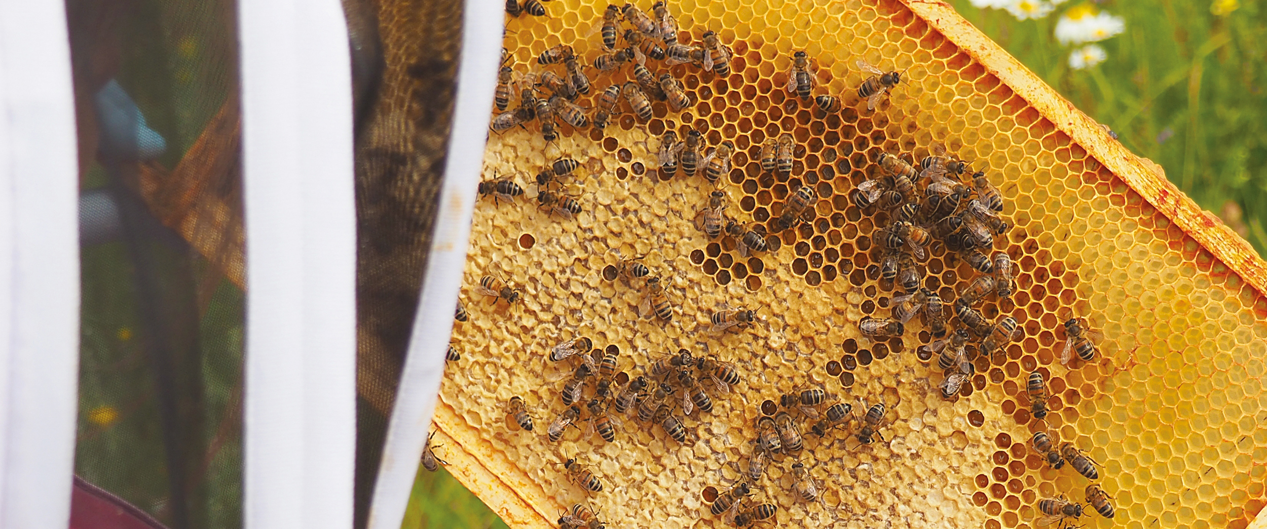 Beekeeping shorts: Frame turning - Bee Craft Ltd