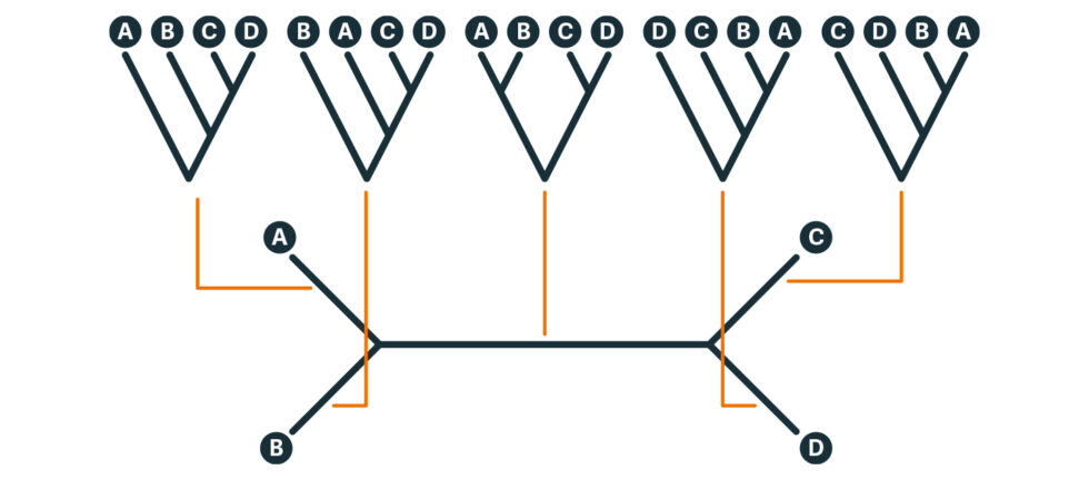 Evolutionary origins of honey bees - Bee Craft Ltd